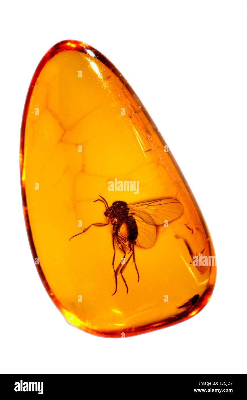 Prehistoric insect hi-res stock photography and images - Alamy