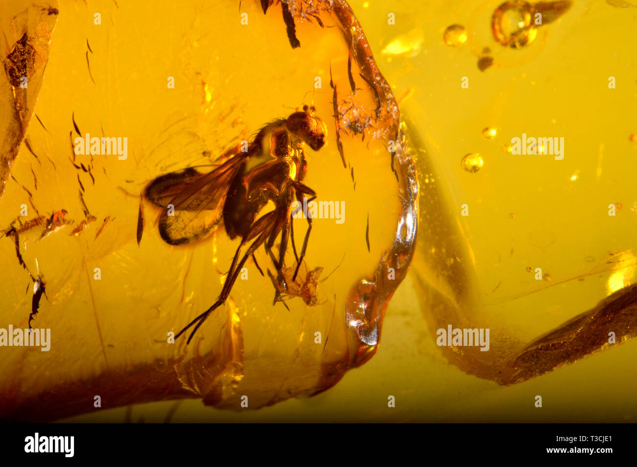 Fossilised fly in amber resin hi-res stock photography and images - Alamy