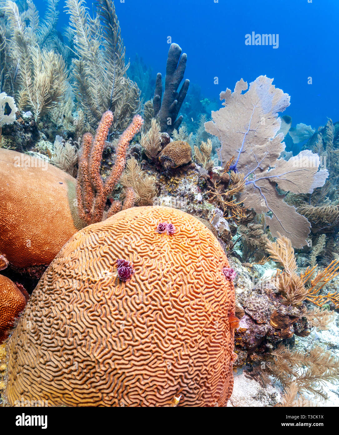 Coral garden in Caribbean Stock Photo - Alamy