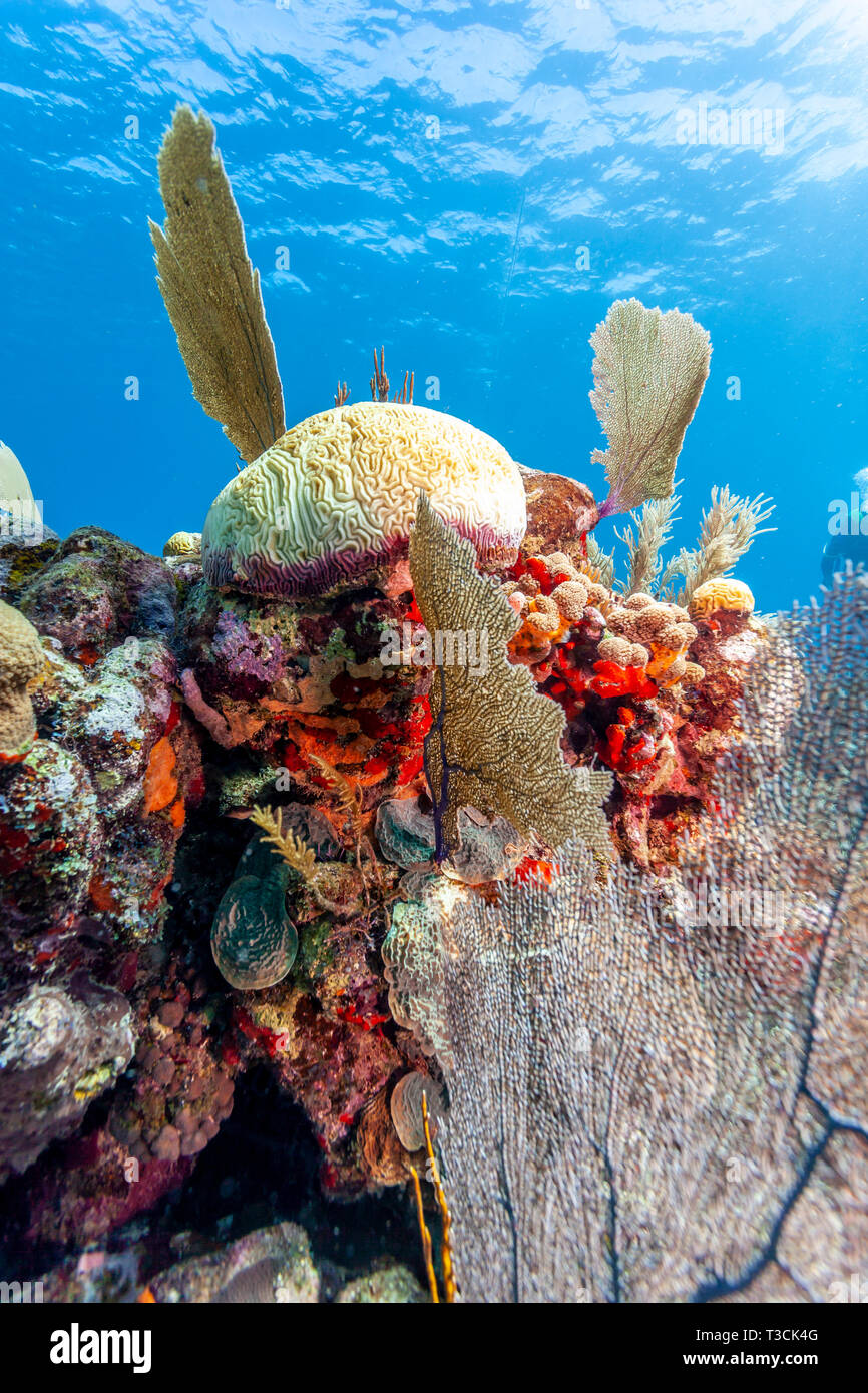 Caribbean ecosystems hi-res stock photography and images - Alamy