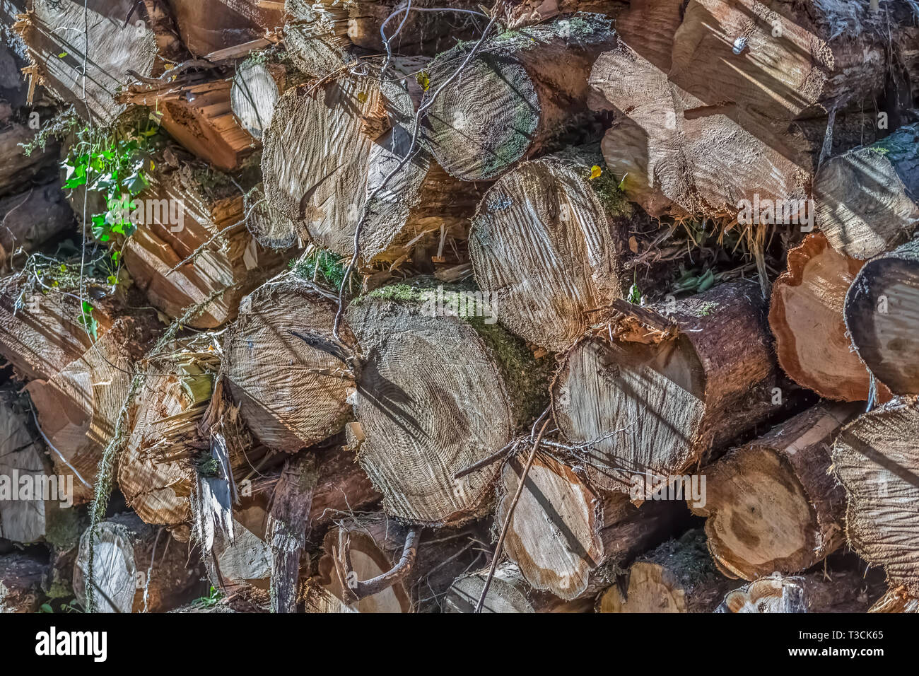 Detail of a wood piling hi-res stock photography and images - Alamy