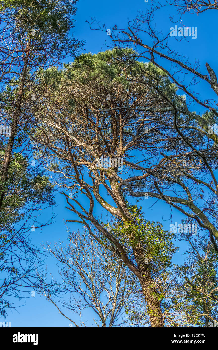 Giant trees in portugal hi-res stock photography and images - Alamy