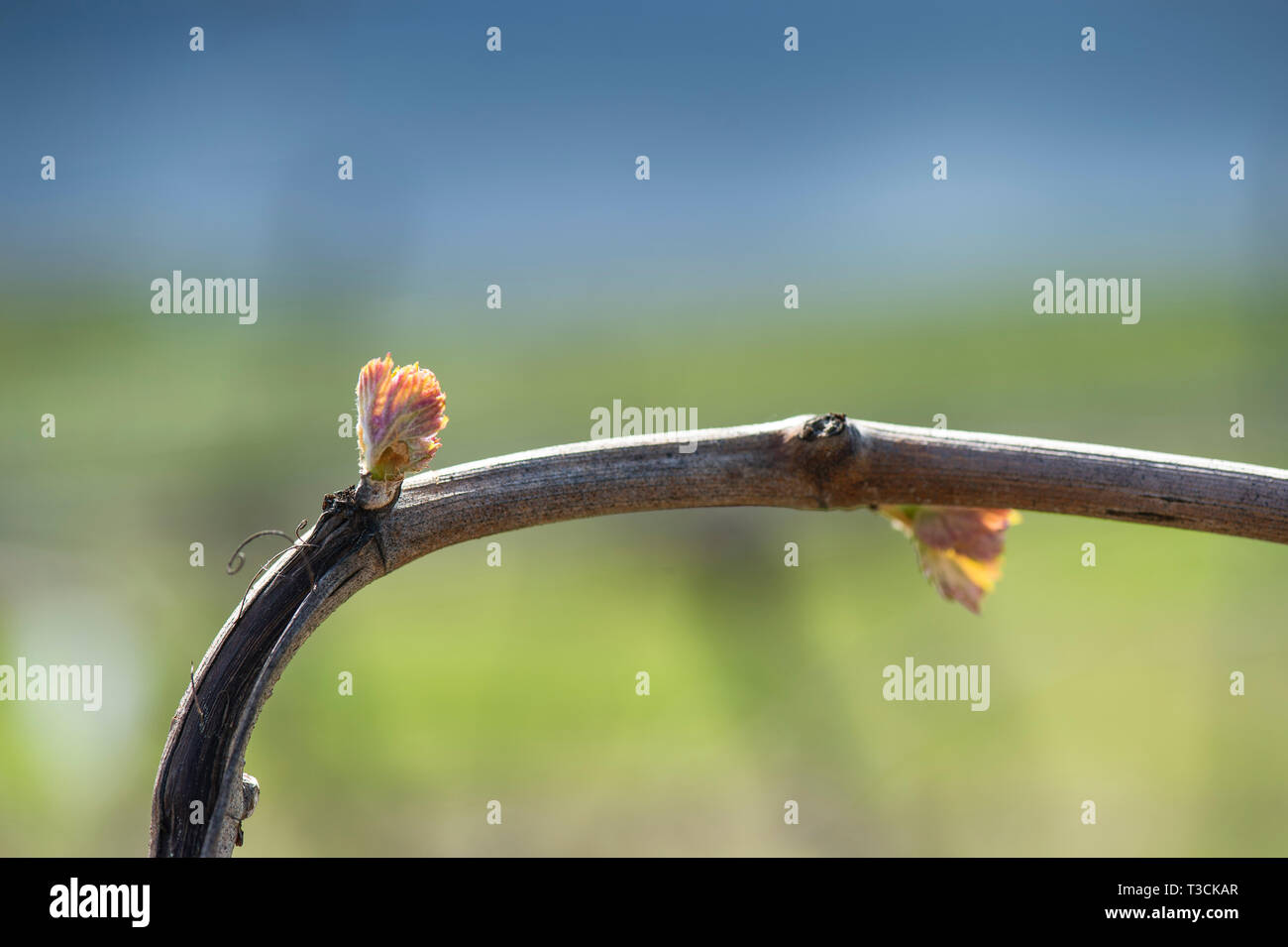 First spring leaves on a trellised vine growing in vineyard, Bordeaux ...