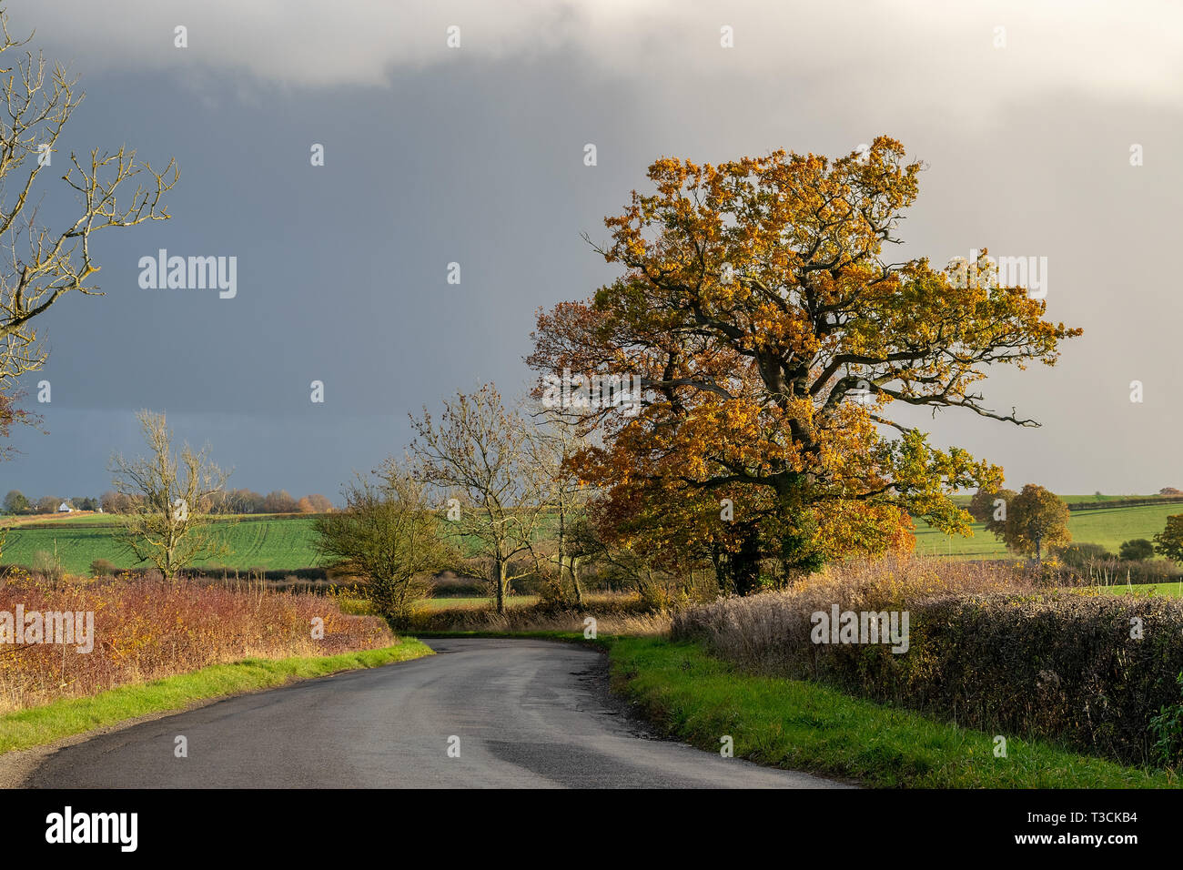 A beautiful Oak tree in autumn colours as it approaches the winter ...