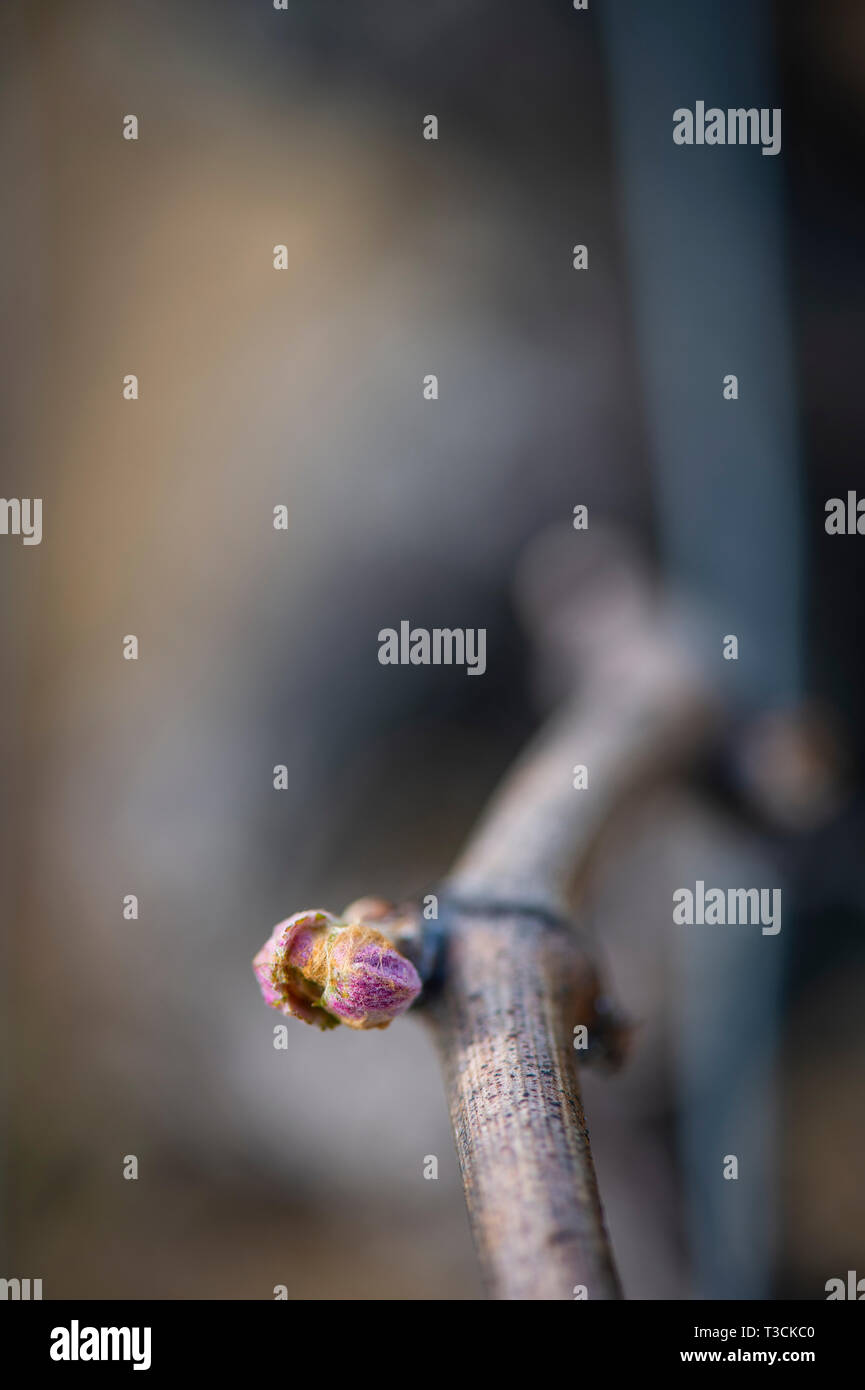 First spring leaves on a trellised vine growing in vineyard, Bordeaux ...