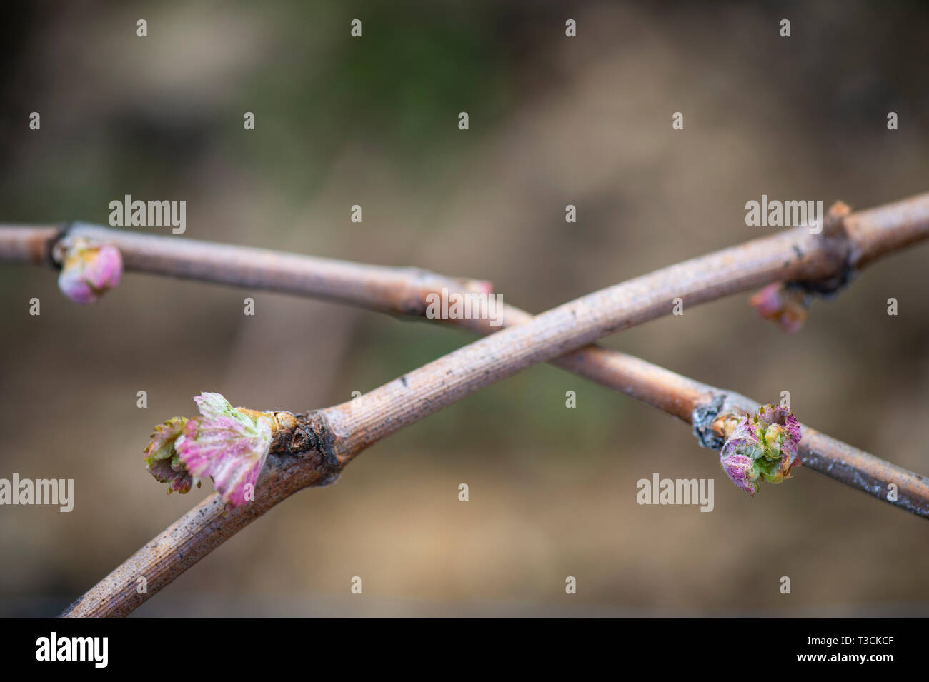 First spring leaves on a trellised vine growing in vineyard, Bordeaux ...