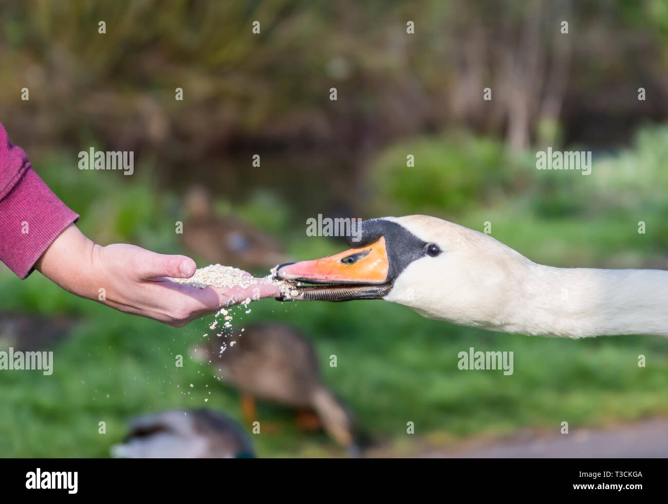 Eating someone's food hi-res stock photography and images - Alamy
