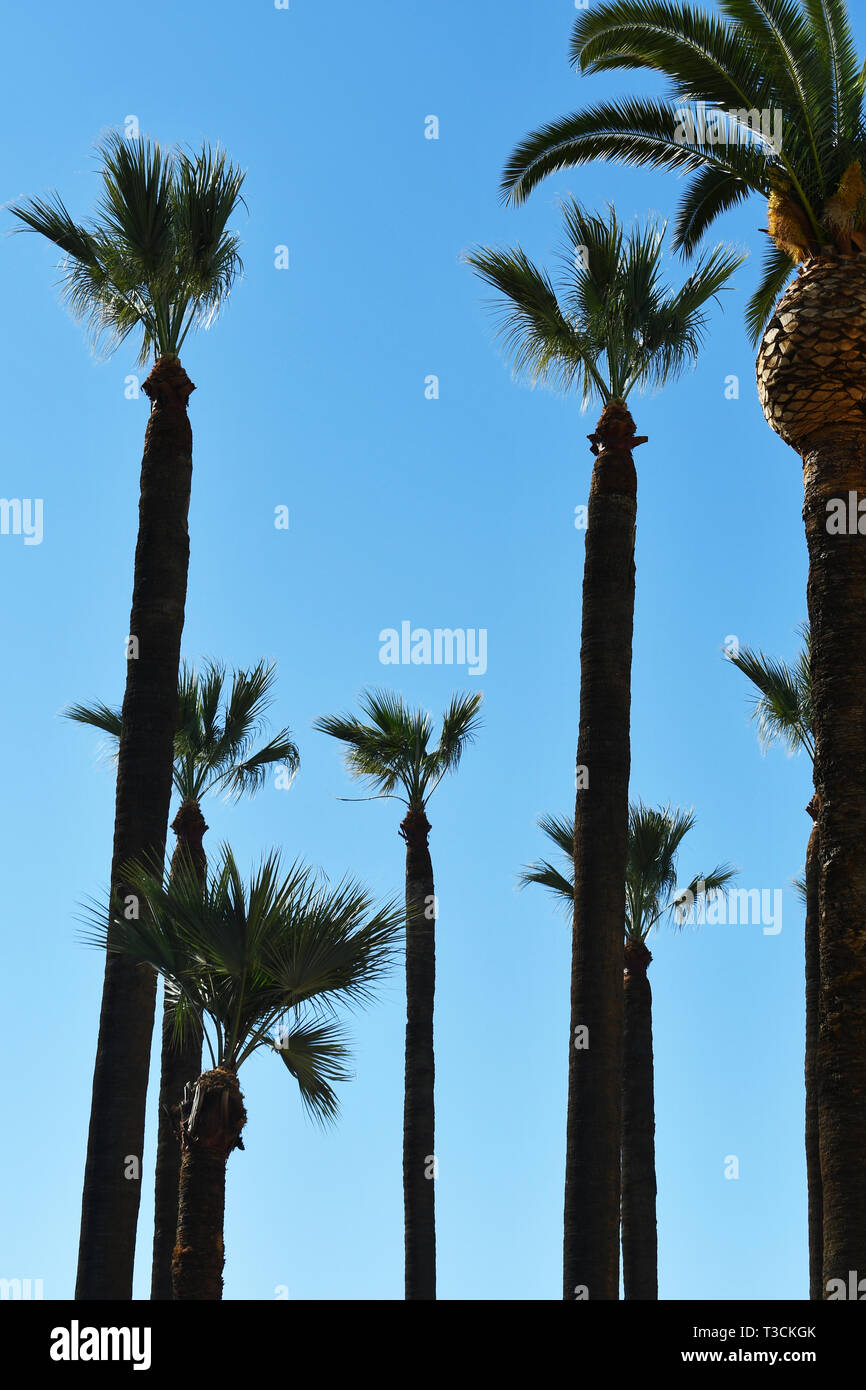 Beautiful palm trees with blue background Stock Photo - Alamy