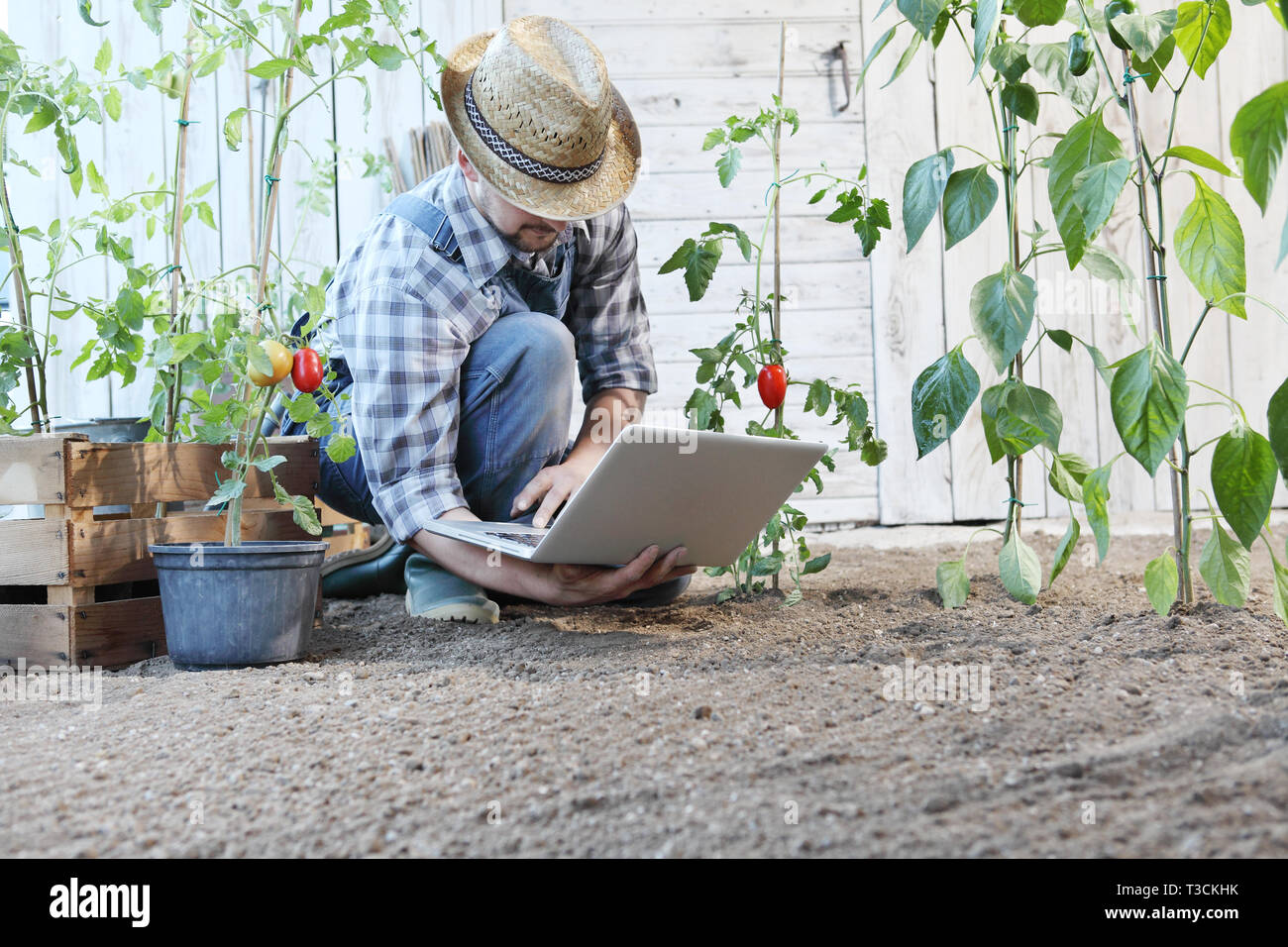 Soil food web hi-res stock photography and images - Alamy