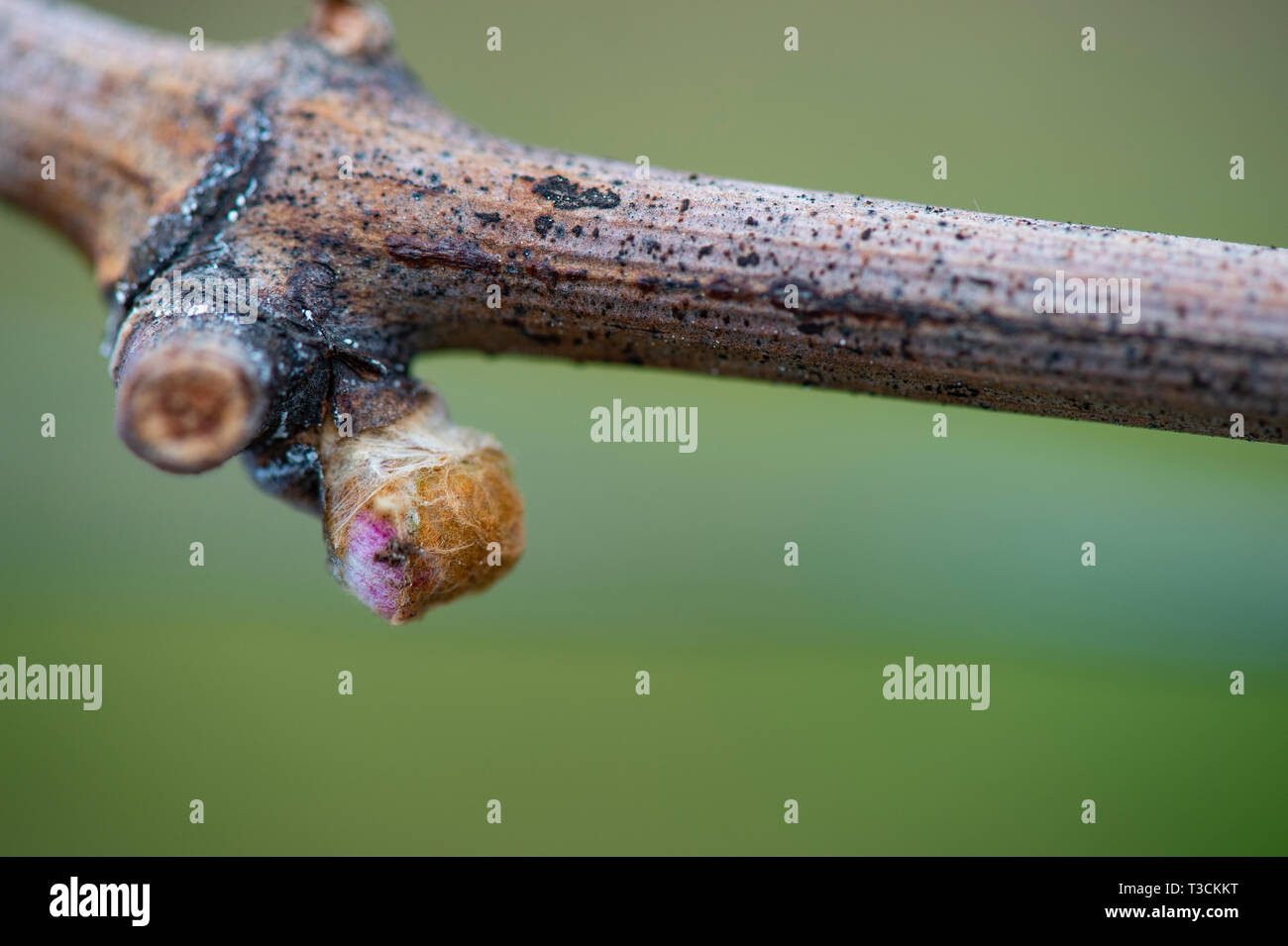 First spring leaves on a trellised vine growing in vineyard, Bordeaux ...