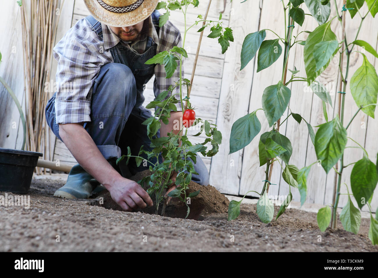 man plant out tomatoes from the pots into the soil of the vegetable ...