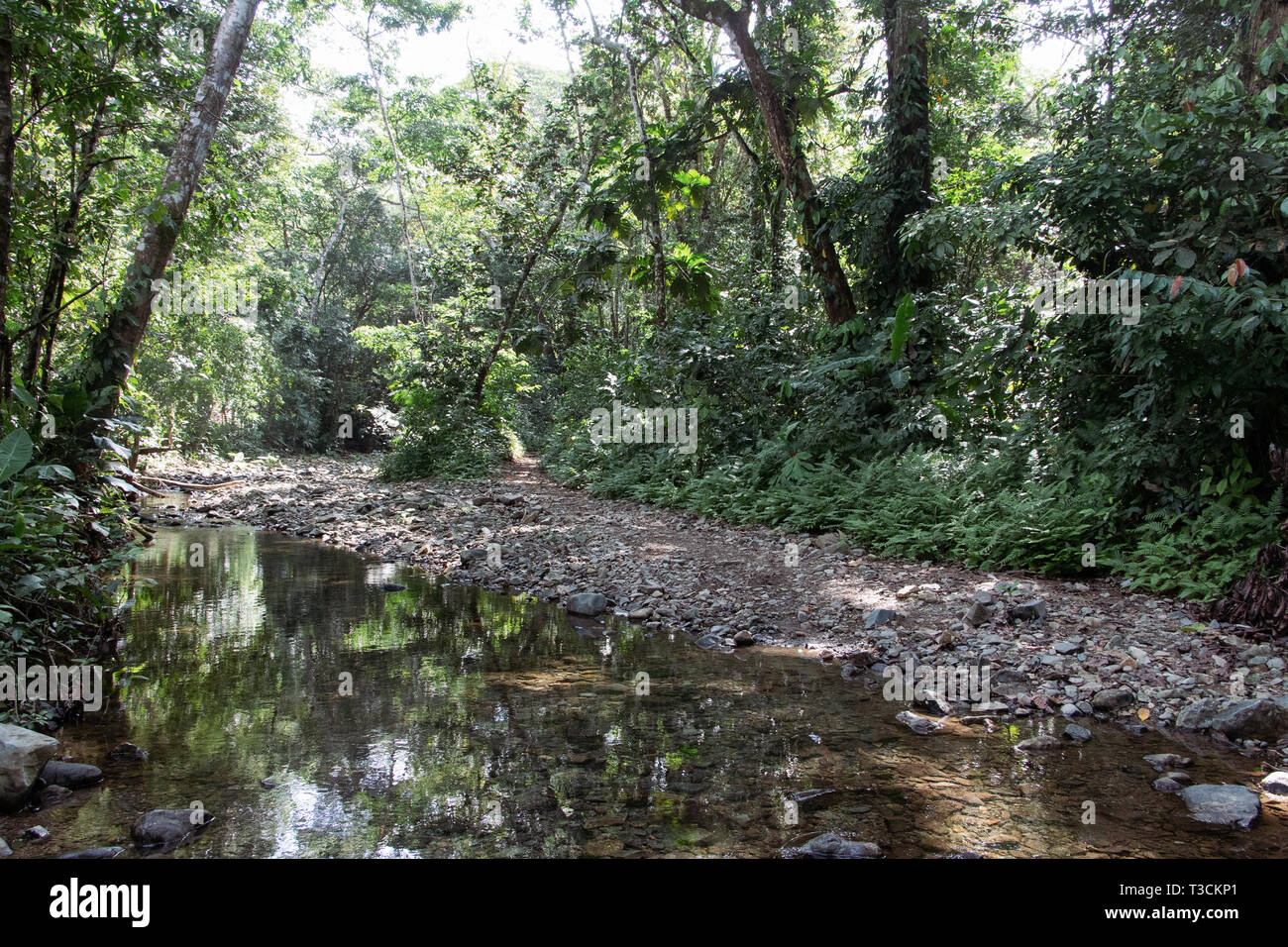 The Colombian jungle when on the way to the El Cielo waterfalls from El ...