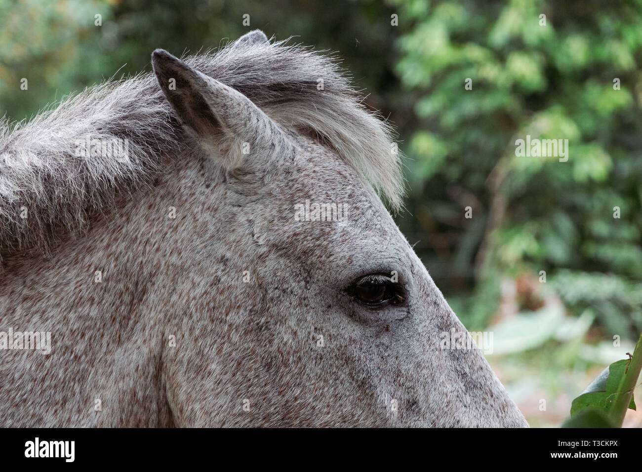 Head profile showcasing the flea-bitten gray (grey) coat color (colour ...