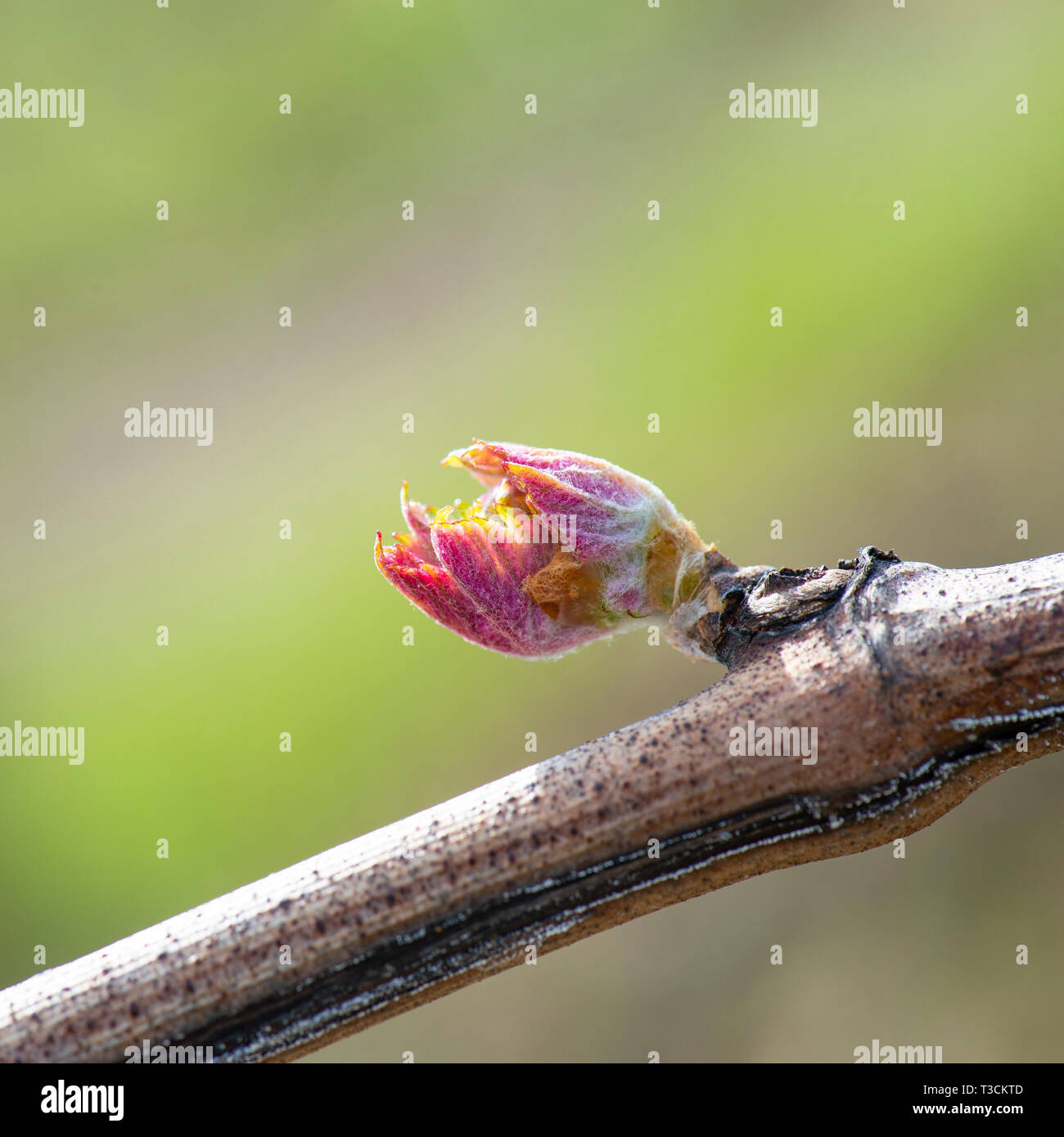 First spring leaves on a trellised vine growing in vineyard, Bordeaux ...