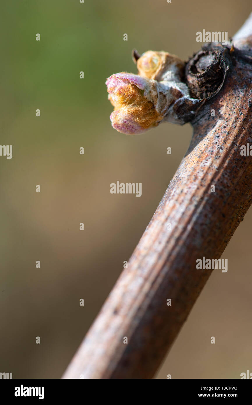 First spring leaves on a trellised vine growing in vineyard, Bordeaux ...