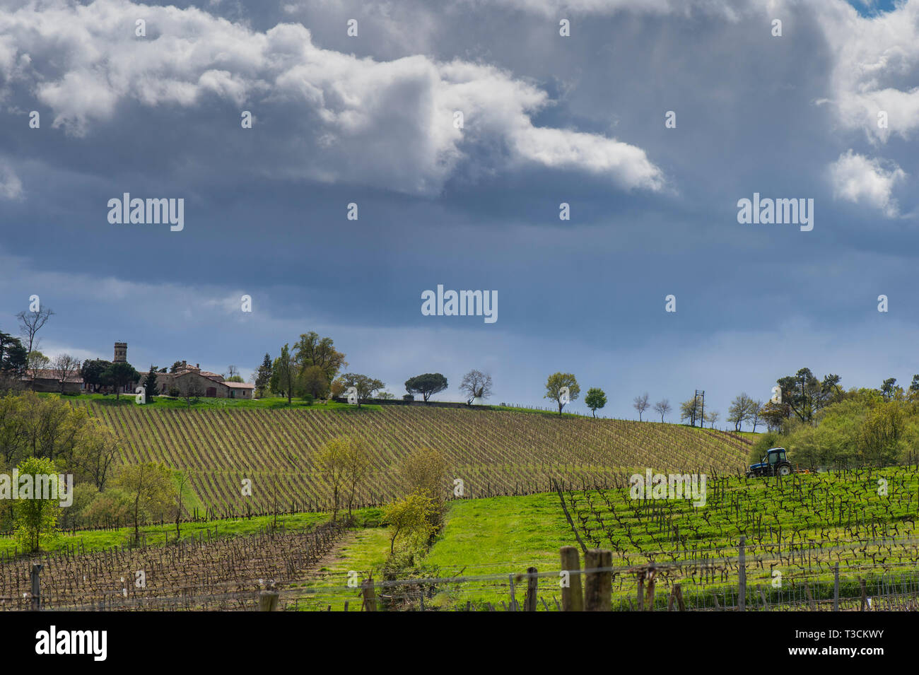 First spring leaves on a trellised vine growing in vineyard, Bordeaux ...
