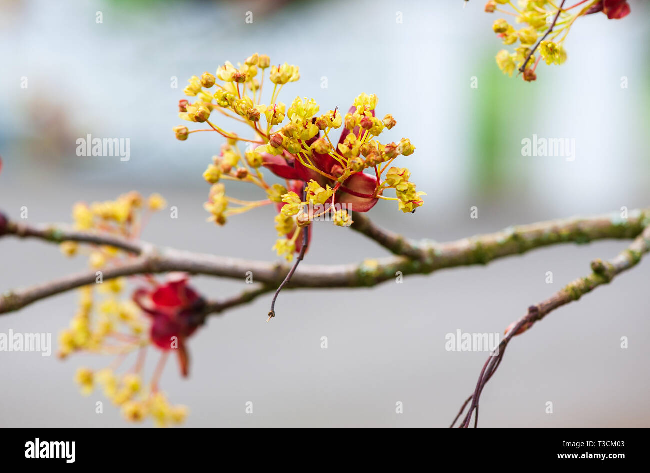 Maple tree blossoms on a early spring time Stock Photo - Alamy