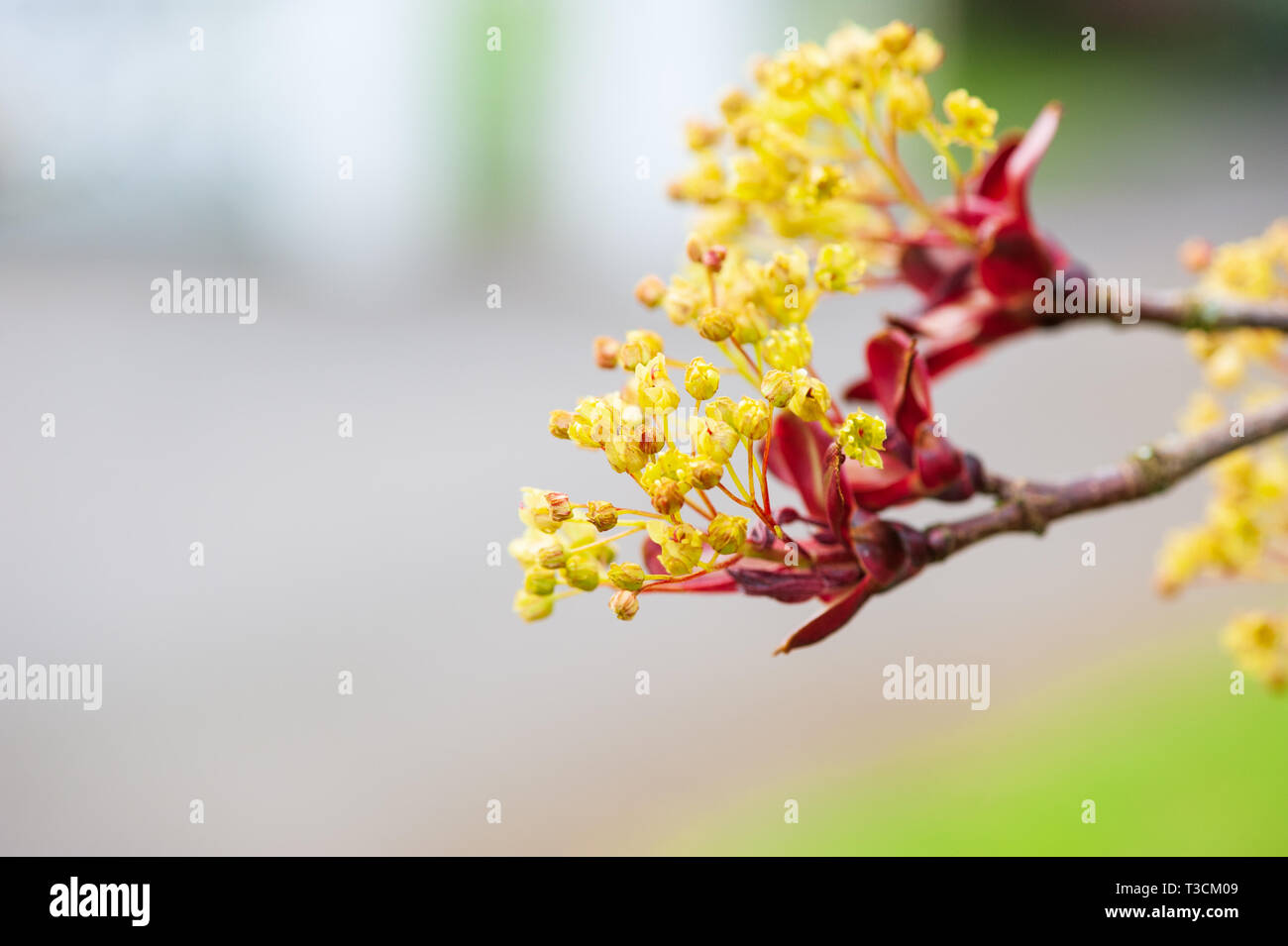 Maple tree blossoms on a early spring time Stock Photo - Alamy