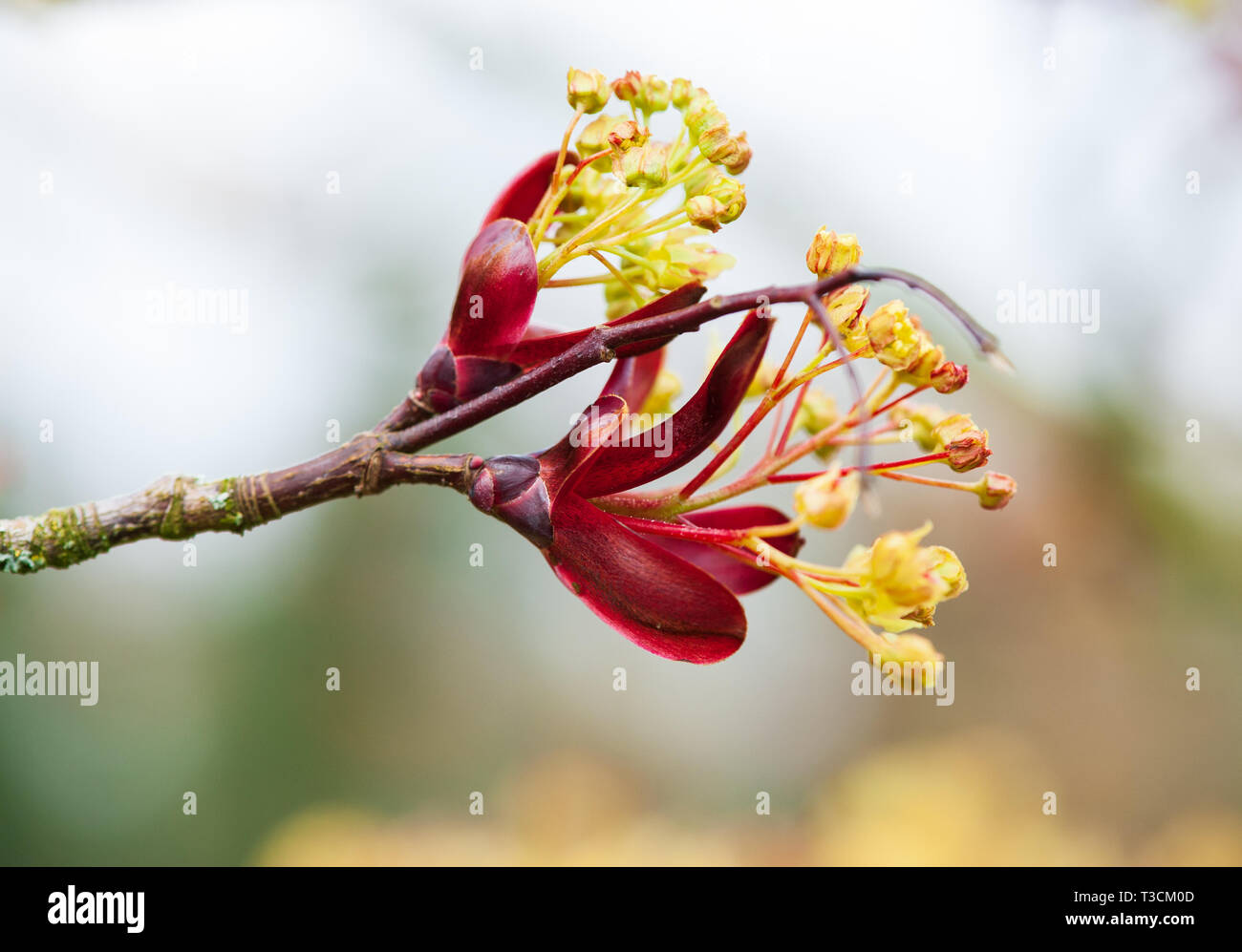 Red spring buds of red maple hi-res stock photography and images - Alamy