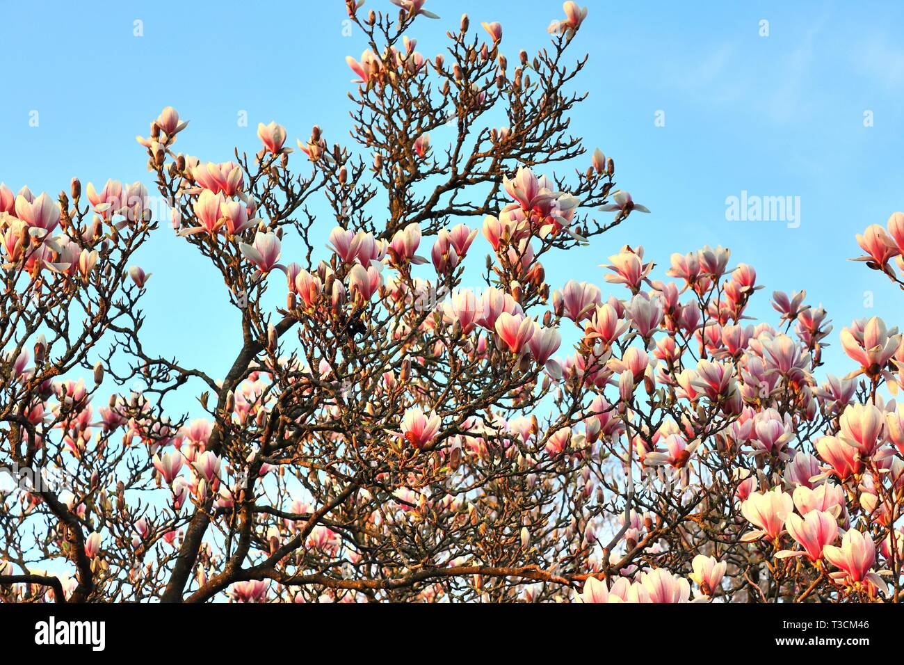Beautiful and colorful blooming trees in front of a blue sky Stock ...