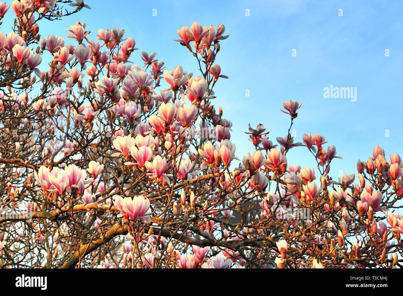 Beautiful and colorful blooming trees in front of a blue sky Stock ...
