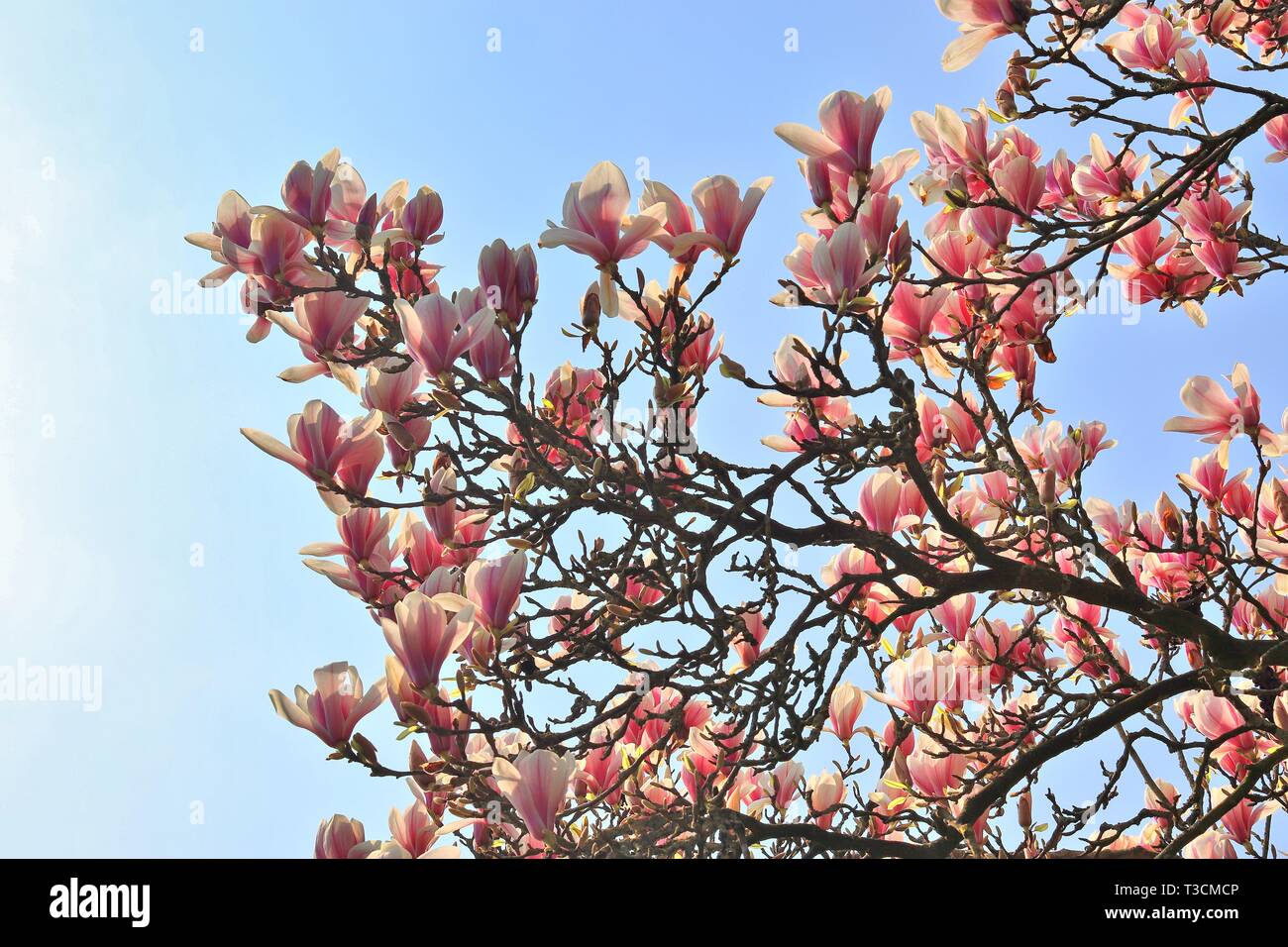 Beautiful and colorful blooming trees in front of a blue sky Stock ...