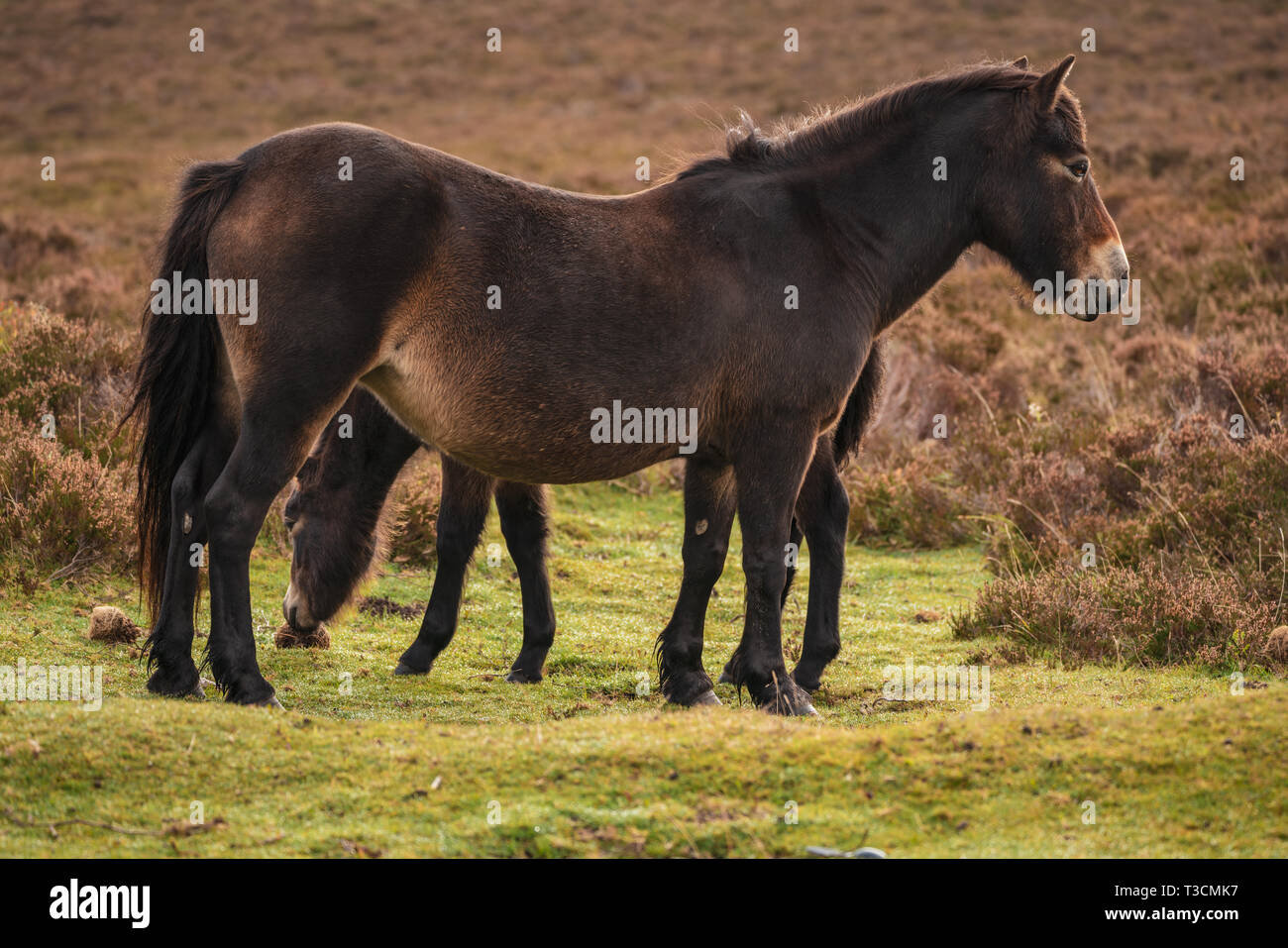 Wild Exmoor Ponies, seen on Porlock Hill in Somerset, England, UK Stock ...