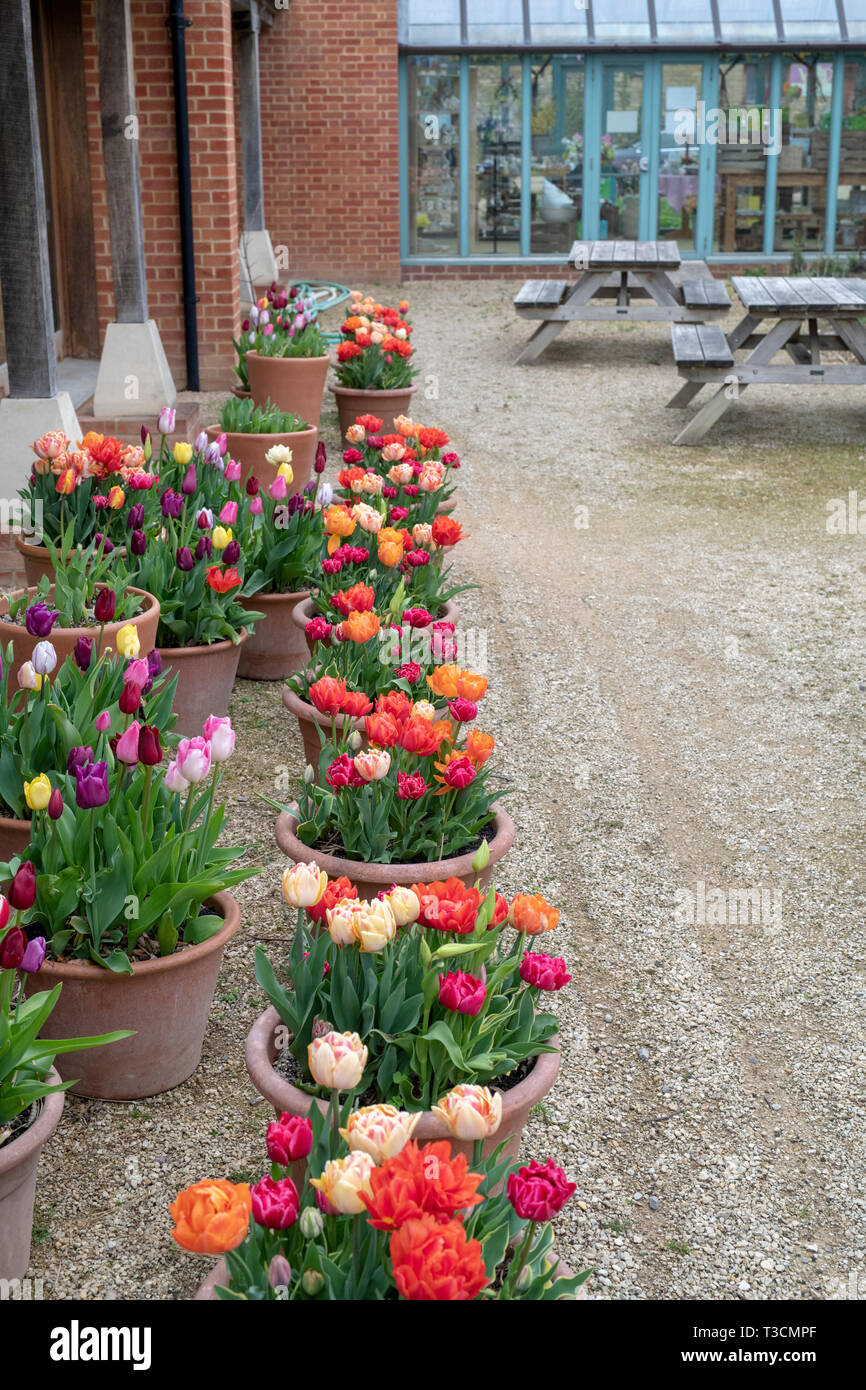 Tulipa. Colourful tulips in terracotta pots outside Aston Pottery ...