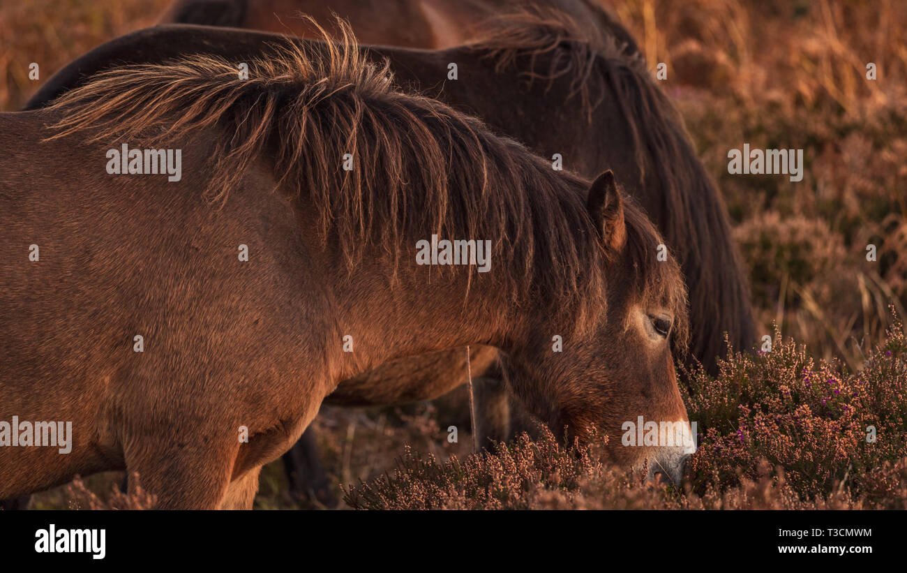 Wild Exmoor Ponies, seen on Porlock Hill in Somerset, England, UK Stock ...