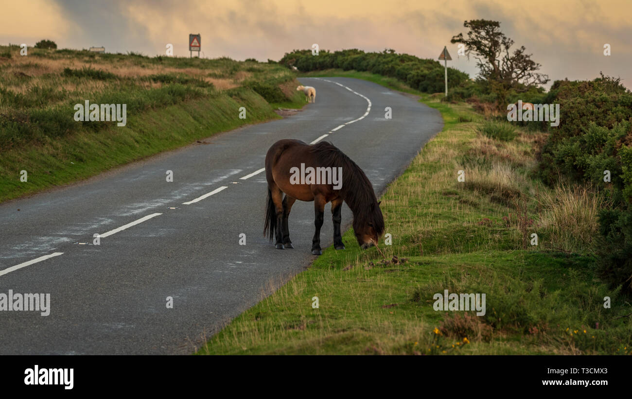 A wild Exmoor Pony and a sheep, seen on Porlock Hill in Somerset ...