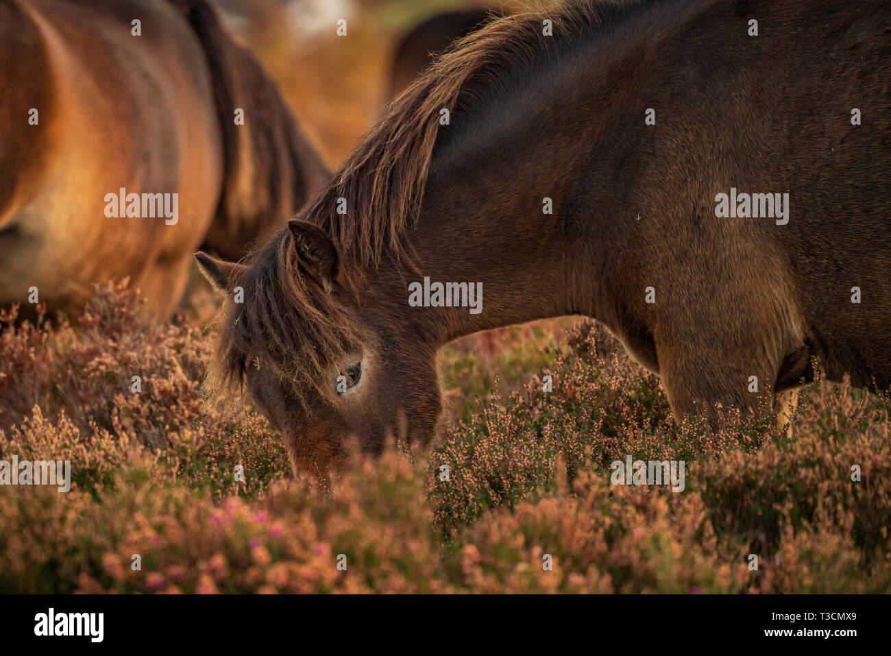 Wild Exmoor Ponies, seen on Porlock Hill in Somerset, England, UK Stock ...