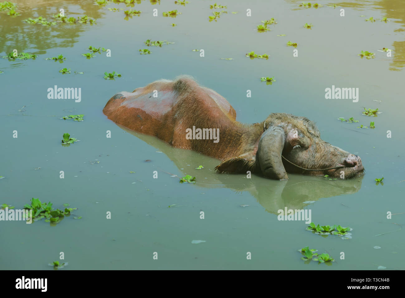 Albino Buffalo swimming in the swamp at Thai Buffalo Conservation ...