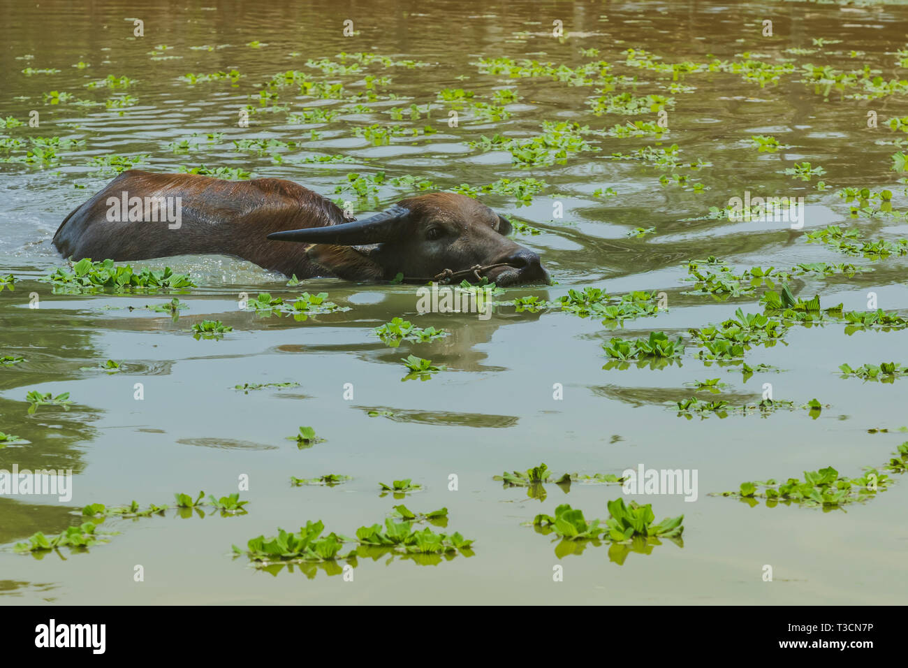 Buffalo swimming in the swamp at Thai Buffalo Conservation Village in ...