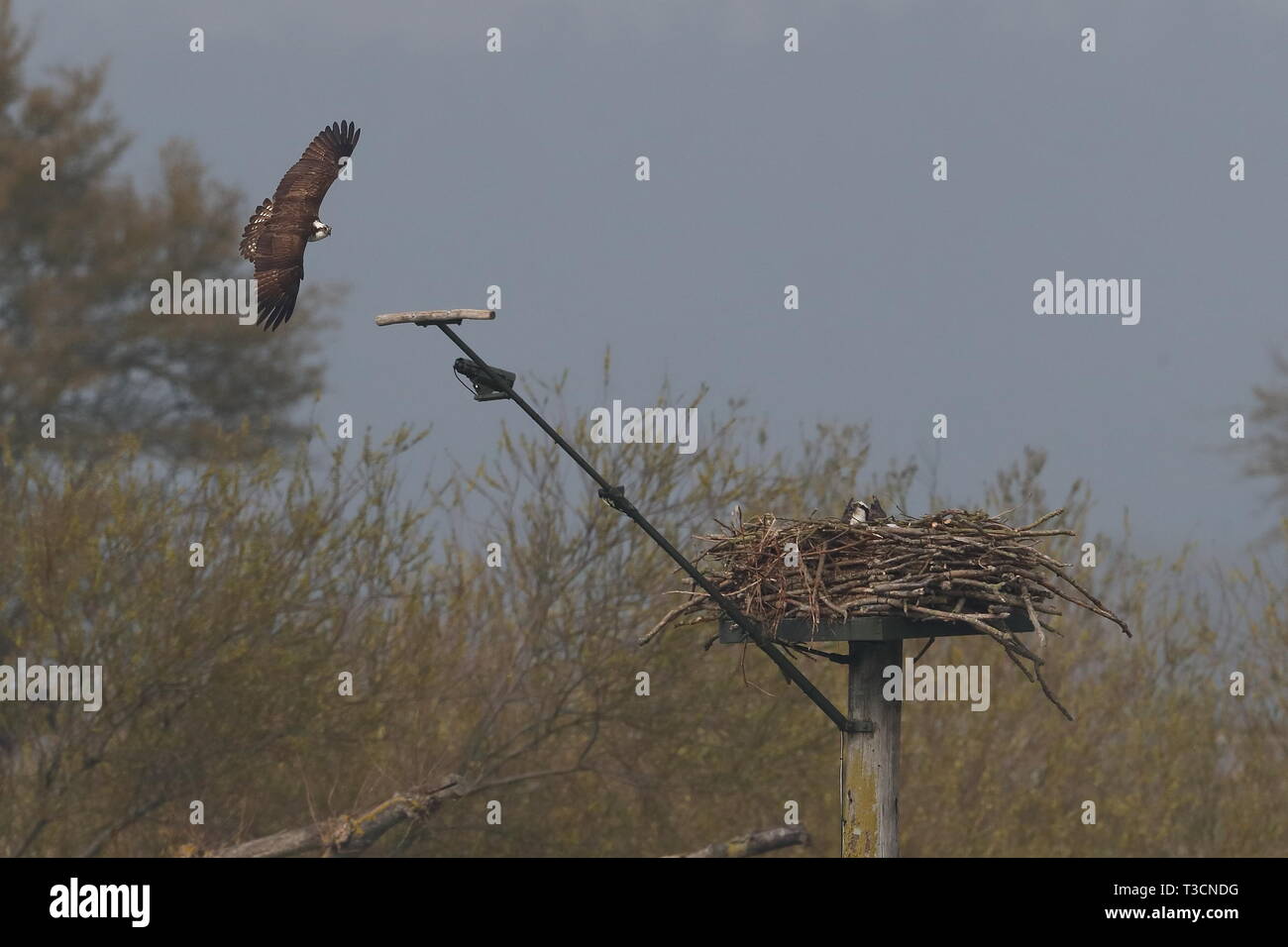 Maya No 33 the female Osprey at Manton Bay on Rutland Water Stock Photo ...