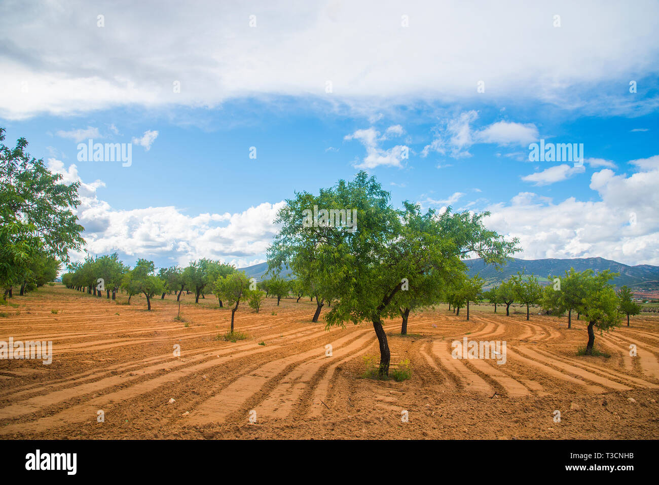 Pistachio Trees Stock Photos & Pistachio Trees Stock Images - Alamy
