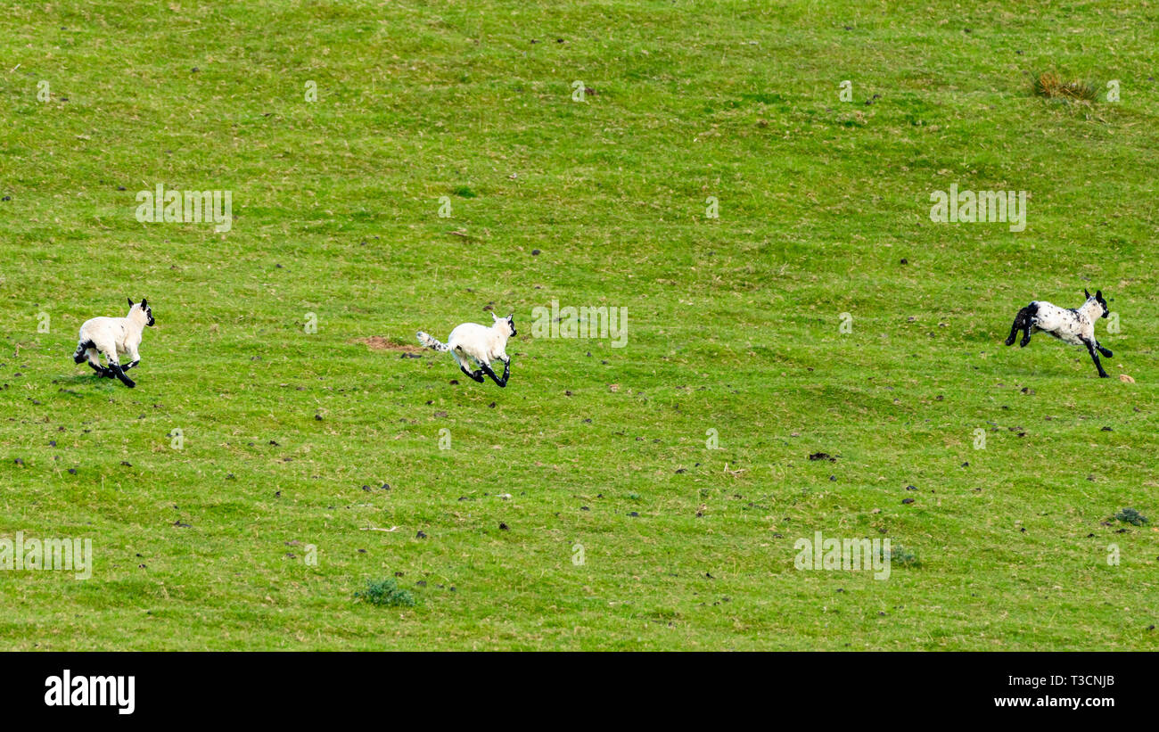 Three lambs playing on a meadow Stock Photo - Alamy
