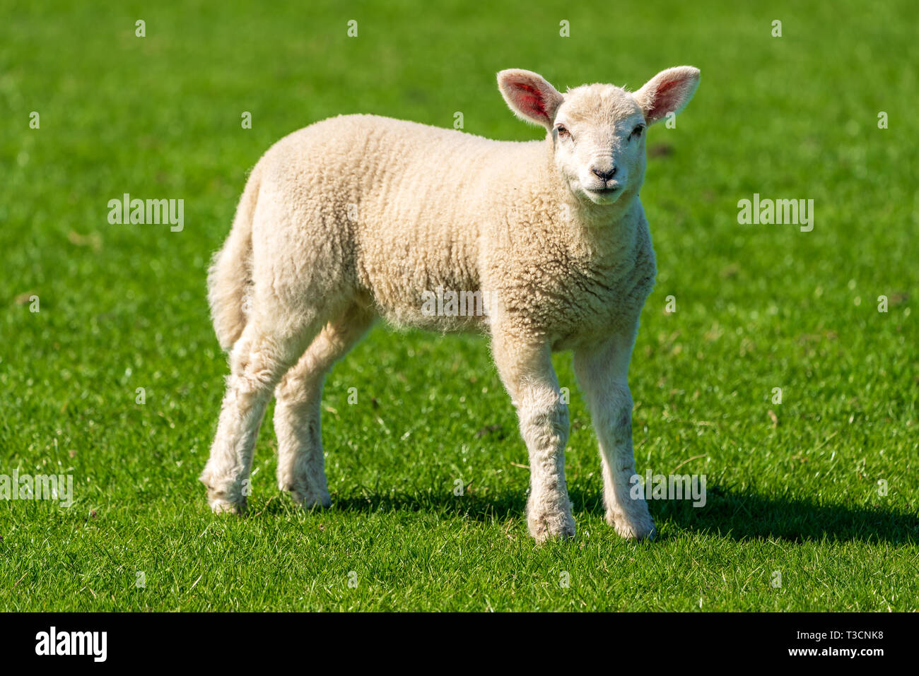 Curious lamb on a meadow looking into the camera Stock Photo - Alamy