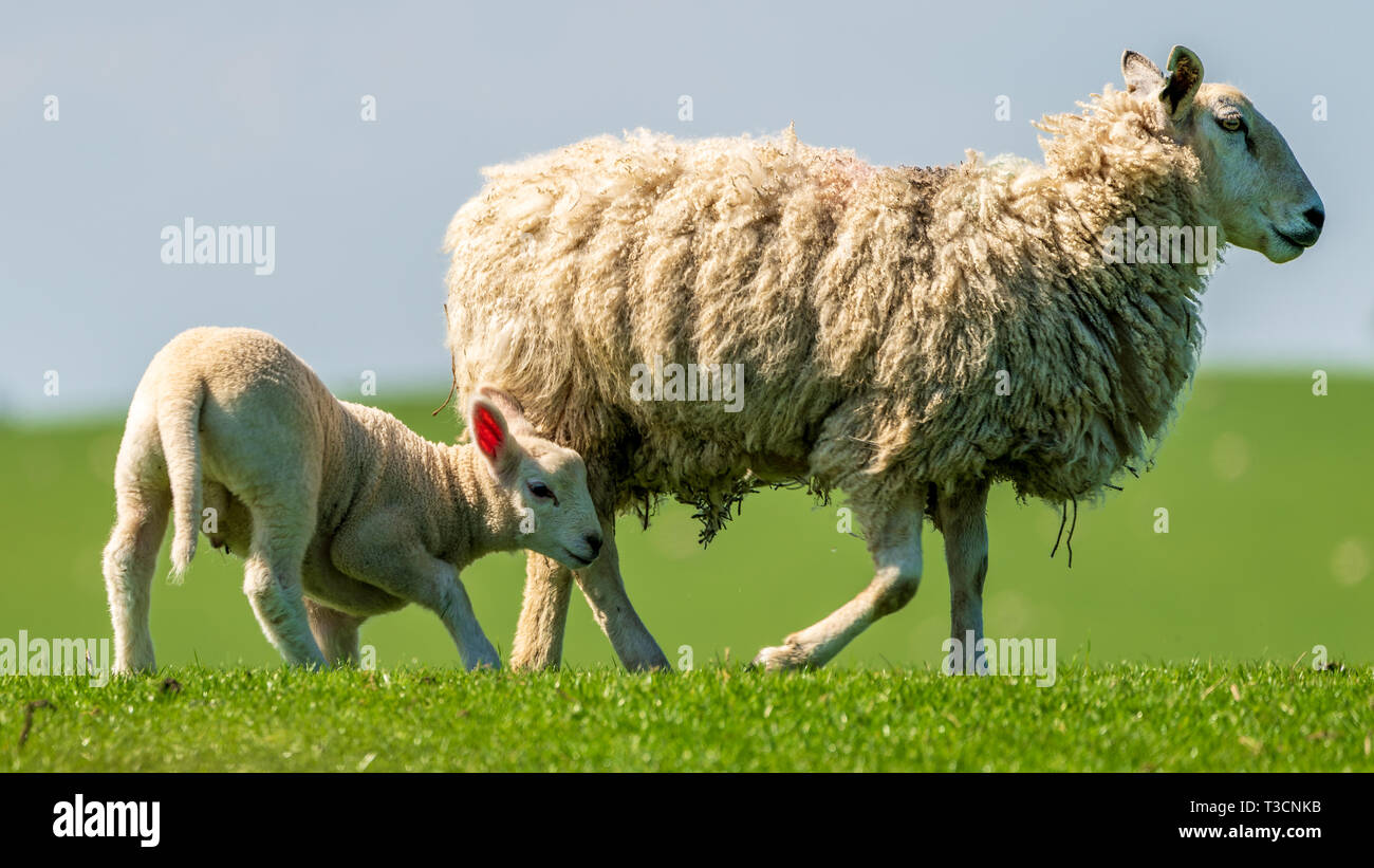 Lamb lambkin young sheep hi-res stock photography and images - Alamy