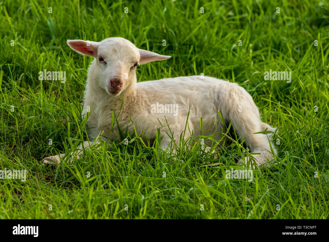 Curious lamb on a meadow looking into the camera Stock Photo - Alamy