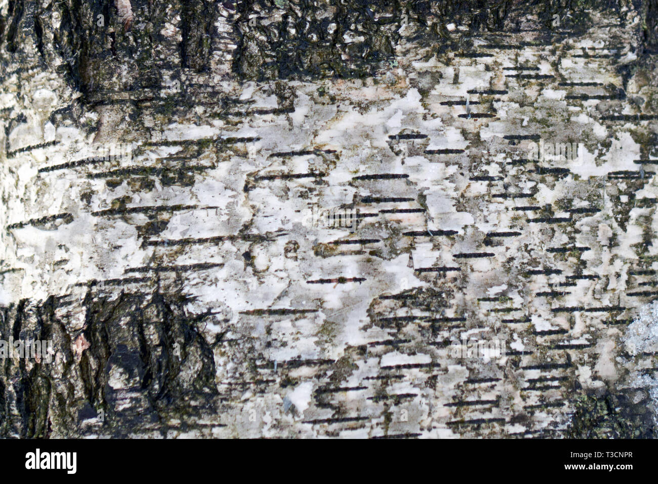 birch bark background texture Stock Photo - Alamy