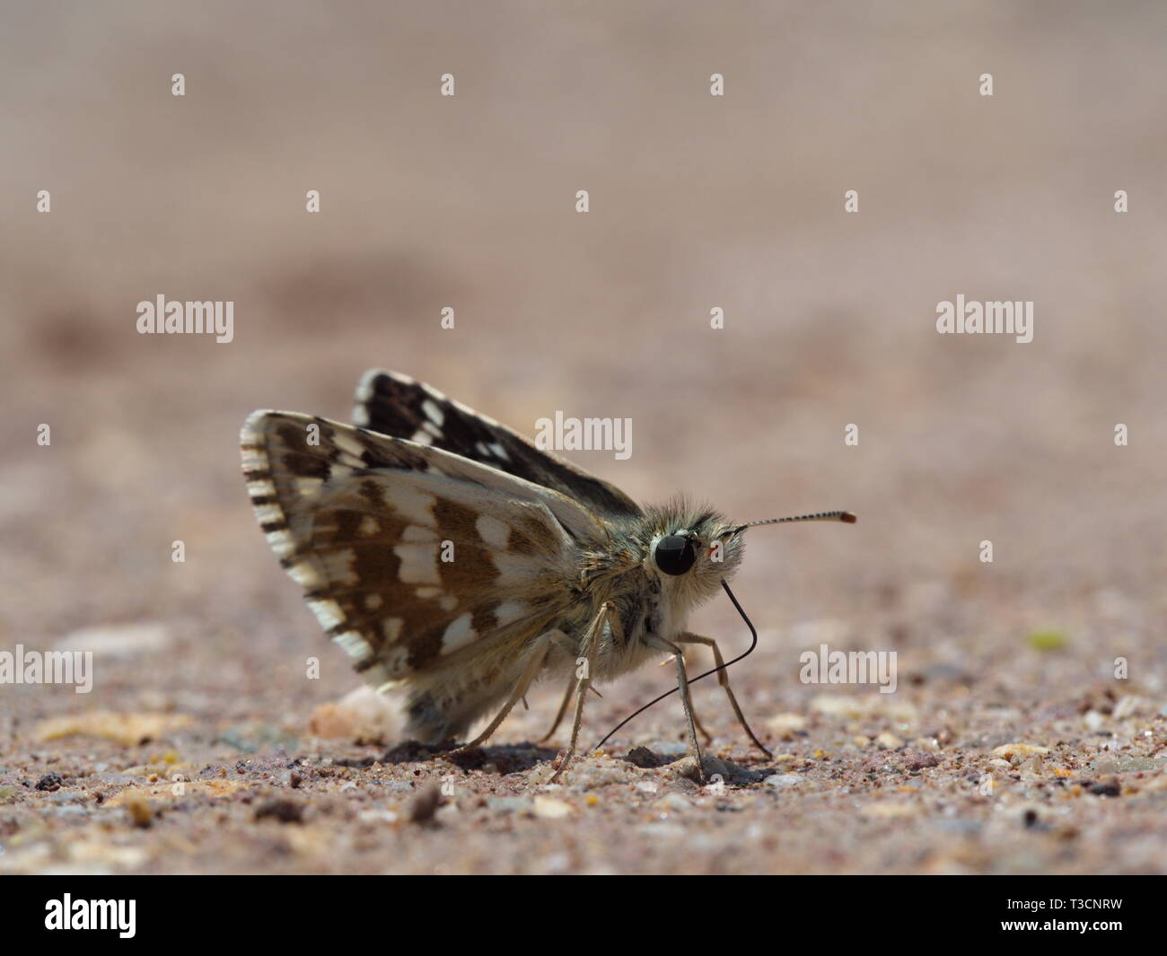 Joint butterfly hi-res stock photography and images - Alamy