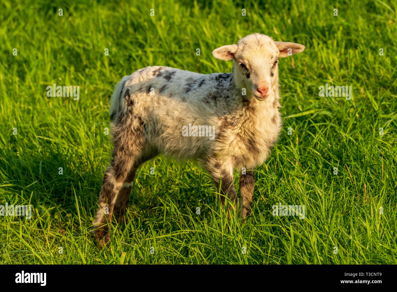 Curious lamb on a meadow looking into the camera Stock Photo - Alamy