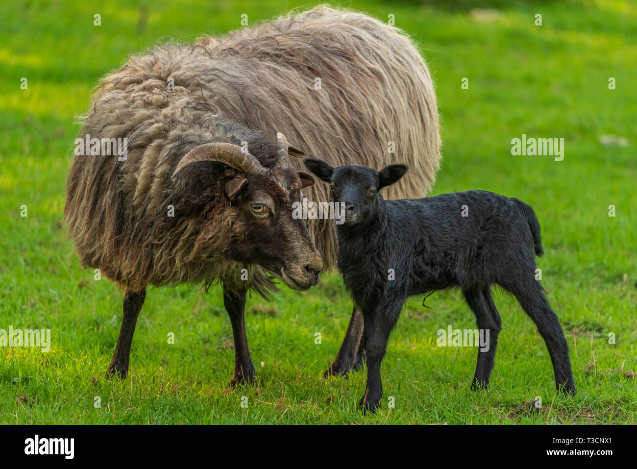 Lamb lambkin young sheep hi-res stock photography and images - Alamy