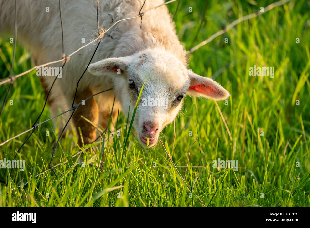 Curious lamb on a meadow looking into the camera Stock Photo - Alamy