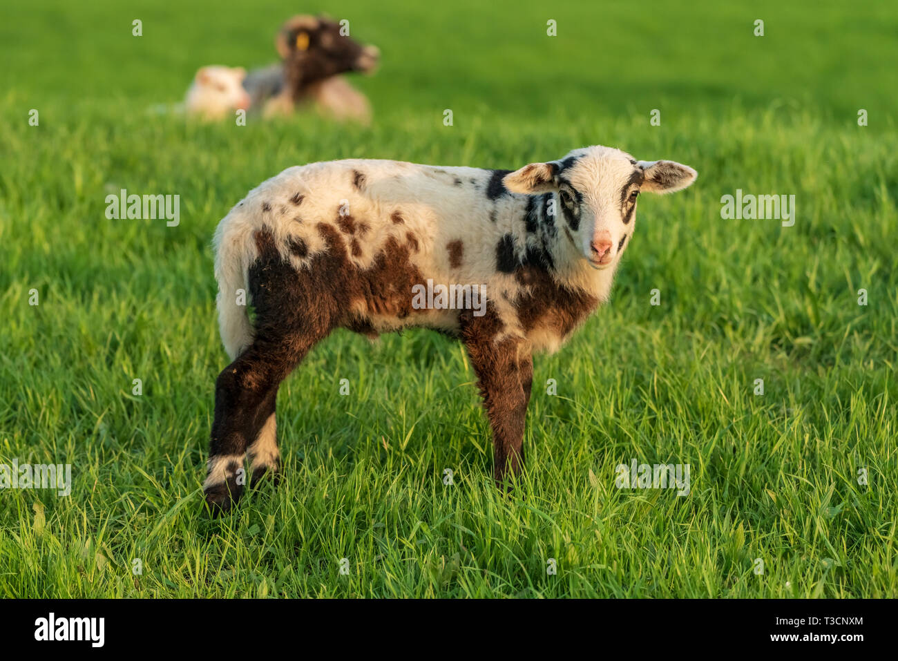 Curious lamb on a meadow looking into the camera Stock Photo - Alamy