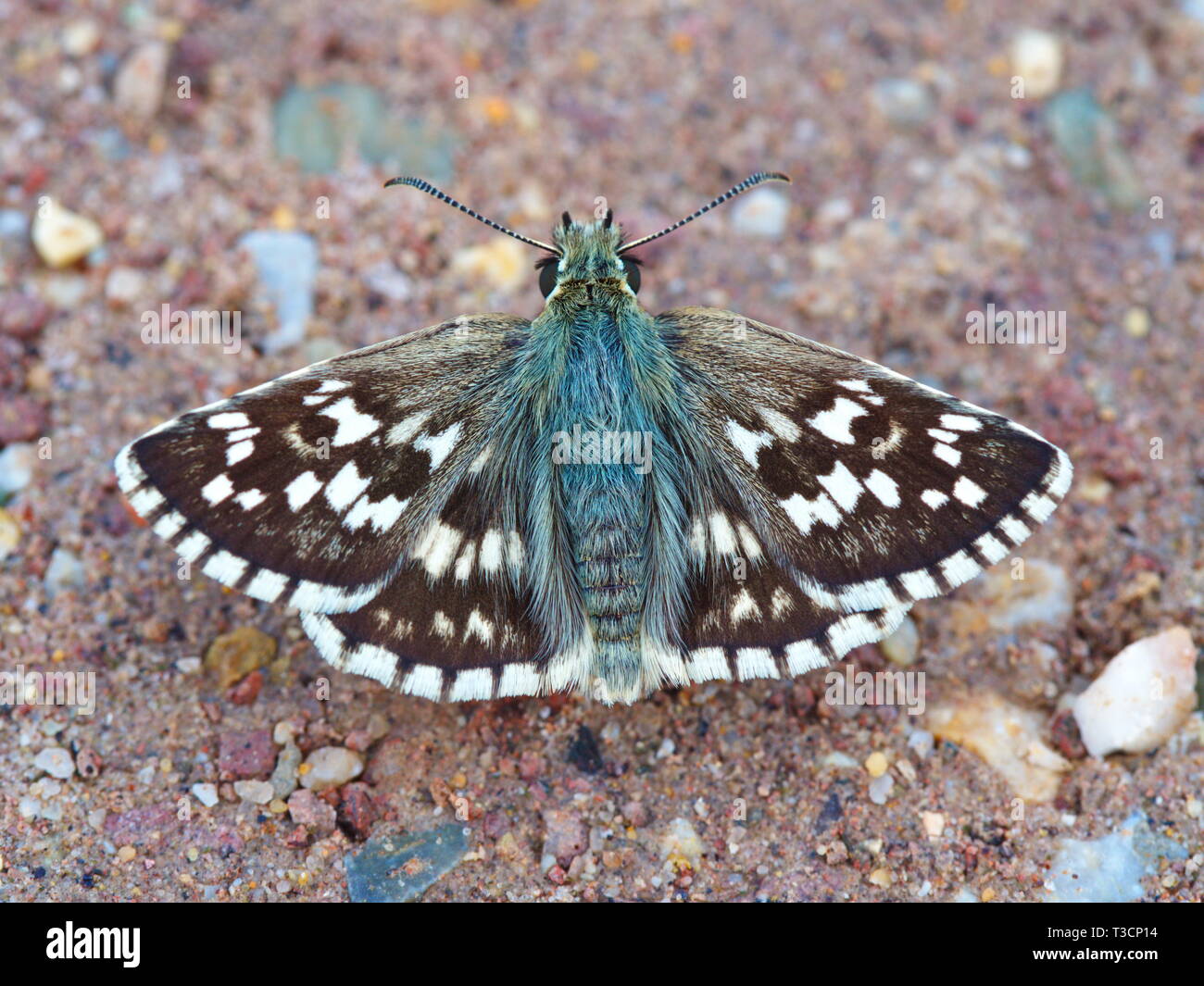 Butterfly joint hi-res stock photography and images - Alamy
