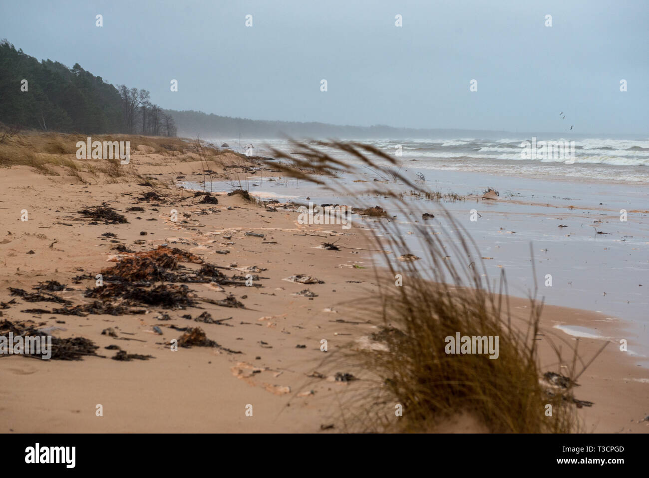 empty sea beach in autumn with lonely trees and rocks in sands ...