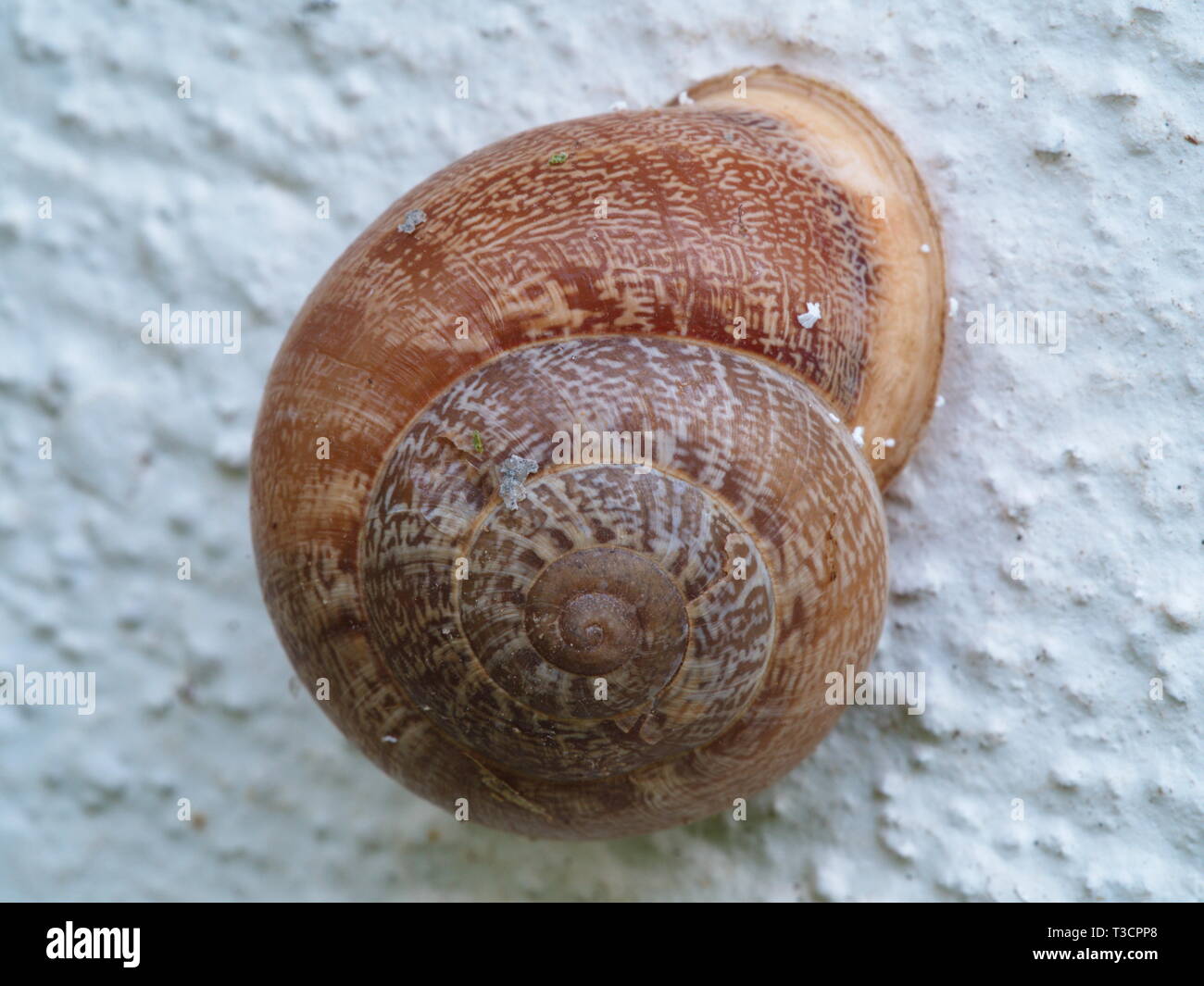 snail stuck to the wall. hiding out of fear Stock Photo - Alamy