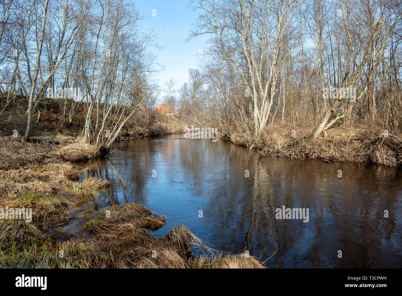 dirty forest river in spring. water contaminated with old tree trunks ...