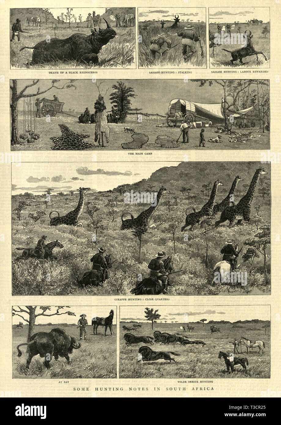 Victorian big game hunting South Africa, 19th Century Stock Photo - Alamy